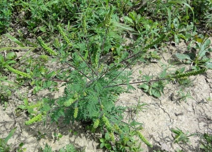 Ragweed – A Quick Guide – Extension La Crosse County