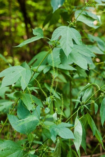 Ragweed – A Quick Guide – Extension La Crosse County
