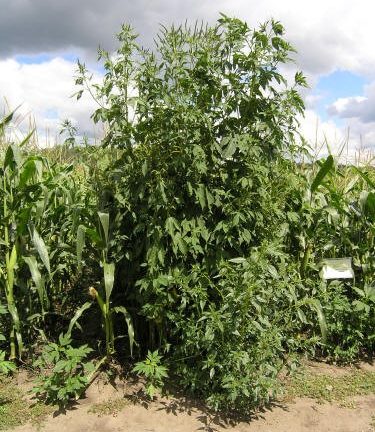 Ragweed – A Quick Guide – Extension La Crosse County